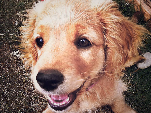 Pacific Northwest Mini Goldens - Mini Golden Retrievers Breeder