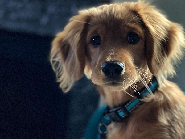 Pacific Northwest Mini Goldens - Mini Golden Retrievers Breeder